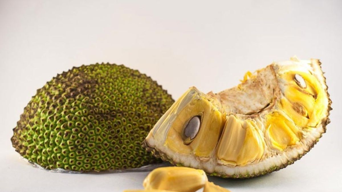 Ripe Jackfruit Benefits: कई पोषक तत्वों से भरपूर है कटहल, वजन कम करने के साथ हार्ट को भी मिलेंगे ...